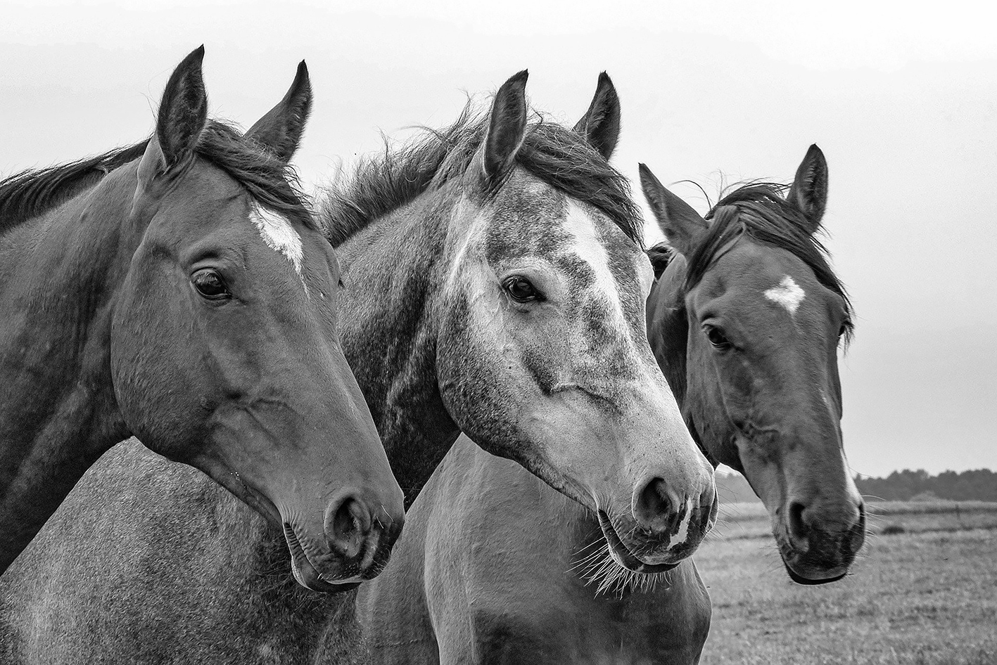 Handelsbetingelser - CS Rideudstyr